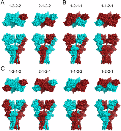 GluA1 signal peptide determines the spatial assembly of heteromeric ...