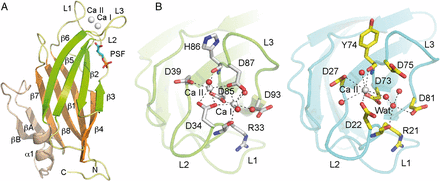 细胞膜上CAR蛋白的钙依赖性寡聚调节ABA信号传导[植物生物学],Proceedings of the National Academy of ...
