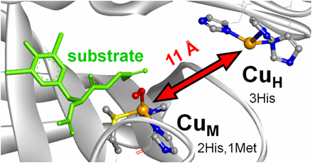 Mechanism of O2 activation and substrate hydroxylation in noncoupled ...