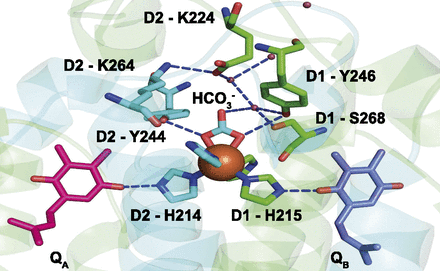 Bicarbonate-induced redox tuning in Photosystem II for regulation and ...