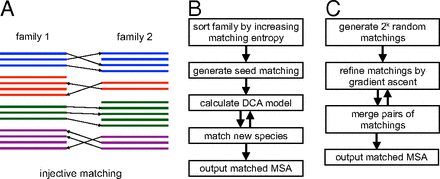 Simultaneous identification of specifically interacting paralogs and ...