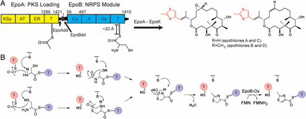 Structural elements of an NRPS cyclization domain and its intermodule ...