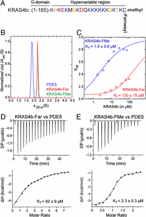 Structural basis of recognition of farnesylated and methylated KRAS4b by PDE{delta ...