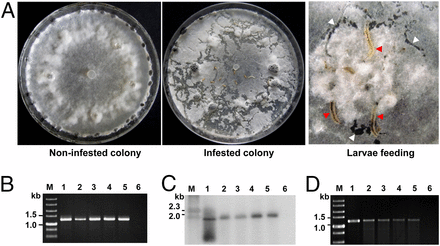 Fungal DNA virus infects a mycophagous insect and utilizes it as a ...