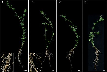 Root nodule symbiosis in Lotus japonicus drives the establishment of ...