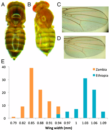 Decanalization of wing development accompanied the evolution of large ...