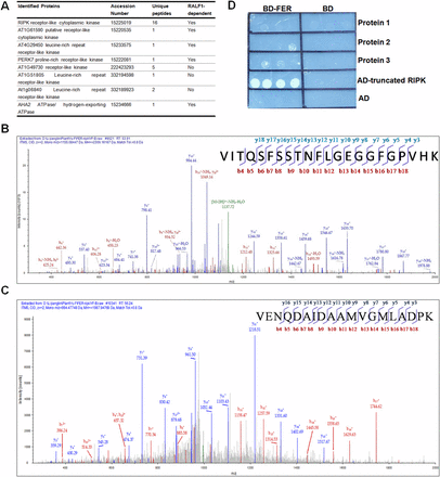 受体激酶复合物传递RALF肽信号抑制拟南芥的根生长[植物生物学],Proceedings of the National Academy of ...