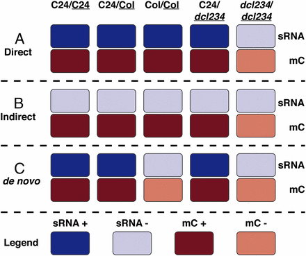 Mobile small RNAs regulate genome-wide DNA methylation [Plant Biology ...