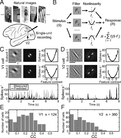 Spatial structure of neuronal receptive field in awake monkey secondary ...