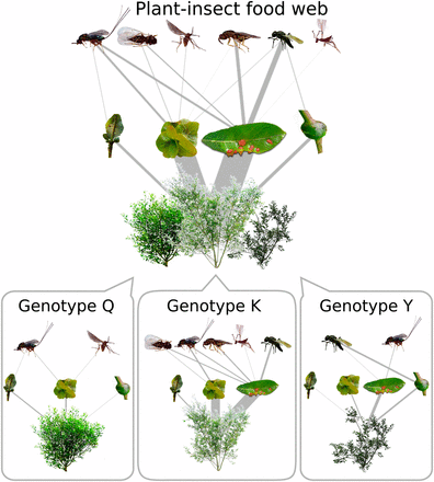Genetic specificity of a plant-insect food web: Implications for ...