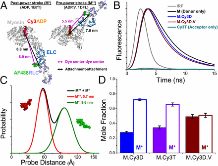 Heart failure drug changes the mechanoenzymology of the cardiac myosin ...