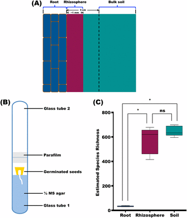 Simplified and representative bacterial community of maize roots ...
