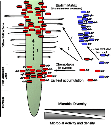 Shining a light on the dark world of plant root-microbe interactions ...