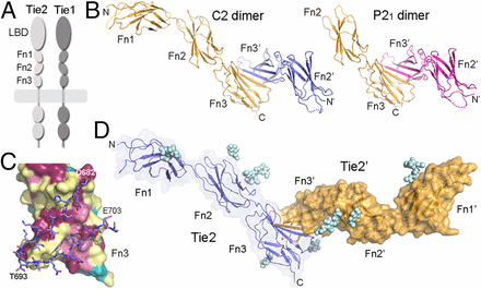 Structural basis of Tie2 activation and Tie2/Tie1 heterodimerization ...