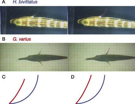 Mechanosensation is evolutionarily tuned to locomotor mechanics ...
