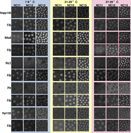 Correction to Supporting Information for Falahati and Wieschaus, Independent active and ...