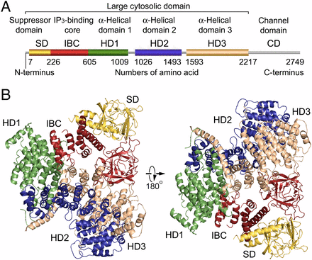 诱变和X射线晶体学揭示IP3受体的IP3介导门控机制[生物化学],Proceedings of the National Academy of ...