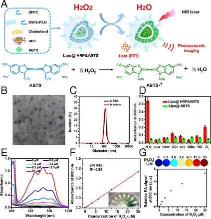 H2O2-responsive liposomal nanoprobe for photoacoustic inflammation ...