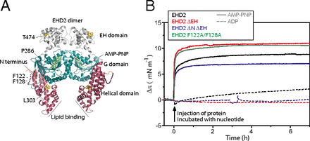 EHD2 restrains dynamics of caveolae by an ATP-dependent, membrane-bound ...