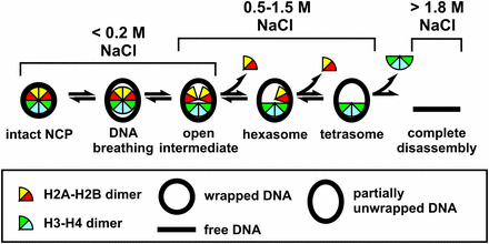 Asymmetric unwrapping of nucleosomal DNA propagates asymmetric opening ...