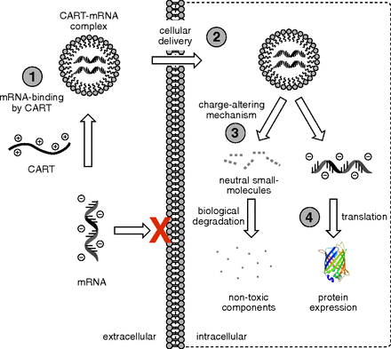 Charge-altering releasable transporters (CARTs) for the delivery and release of mRNA in living ...