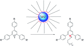 使用三芳基吡啶染料表征胺稳定的CdSe / ZnS核-壳量子点 † ,RSC Advances - X-MOL