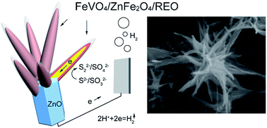 Elevated photoelectrochemical activity of FeVO4/ZnFe2O4/ZnO branch ...