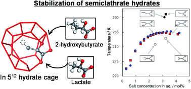 Thermodynamic stabilization of semiclathrate hydrates by hydrophilic ...