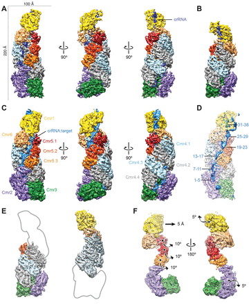 CRISPR-Cmr 复合物的结构揭示了 RNA 靶点定位的模式,Science - X-MOL