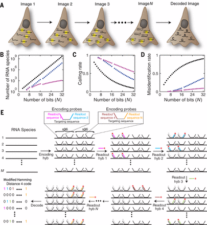 Spatially resolved, highly multiplexed RNA profiling in single cells,Science - X-MOL