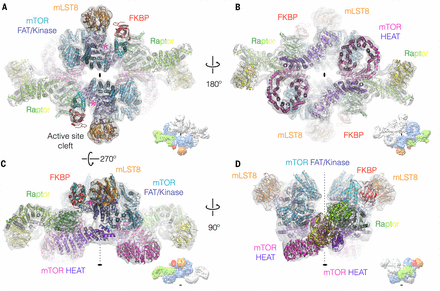 Architecture of human mTOR complex 1,Science - X-MOL
