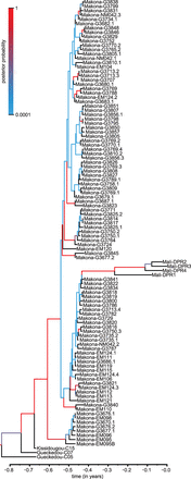 Mutation rate and genotype variation of Ebola virus from Mali case ...