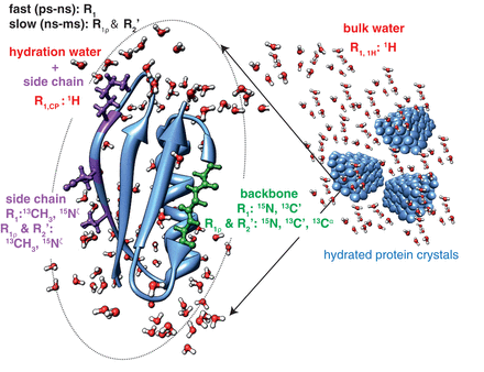 Direct observation of hierarchical protein dynamics,Science - X-MOL