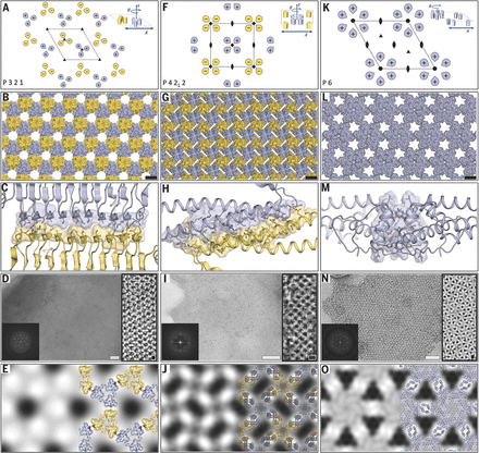 Design of ordered two-dimensional arrays mediated by noncovalent ...