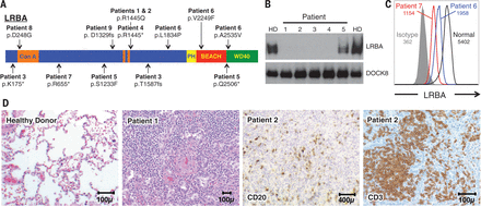 Patients with LRBA deficiency show CTLA4 loss and immune dysregulation ...