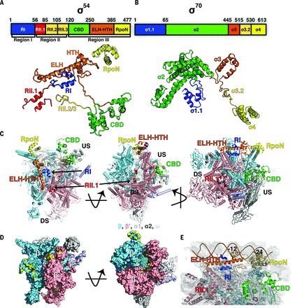 RNA 聚合酶 - 54 的结构揭示了新的和保守的调节策略,Science - X-MOL
