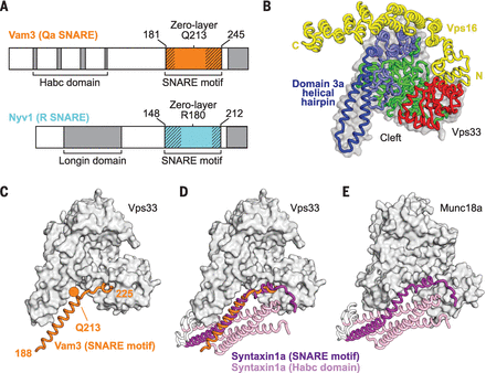 A direct role for the Sec1/Munc18-family protein Vps33 as a template ...