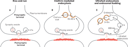 Slow or fast? A tale of synaptic vesicle recycling,Science - X-MOL