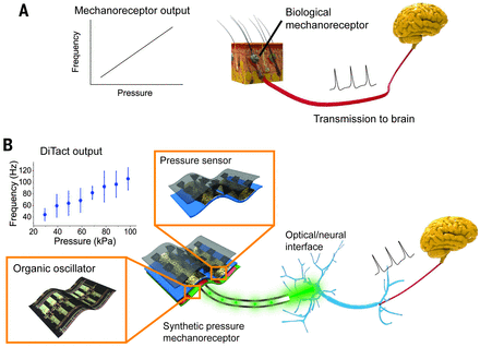 A skin-inspired organic digital mechanoreceptor,Science - X-MOL