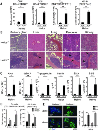 调节性 T 细胞的稳定抑制活性需要转录因子 Helios,Science - X-MOL