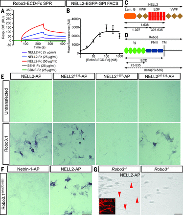 Operational redundancy in axon guidance through the multifunctional ...