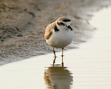 Pollution threatens migratory shorebirds,Science - X-MOL