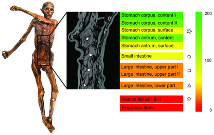 The 5300-year-old Helicobacter pylori genome of the Iceman,Science - X-MOL