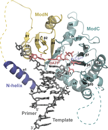 Structure and mechanism of human PrimPol, a DNA polymerase with primase ...