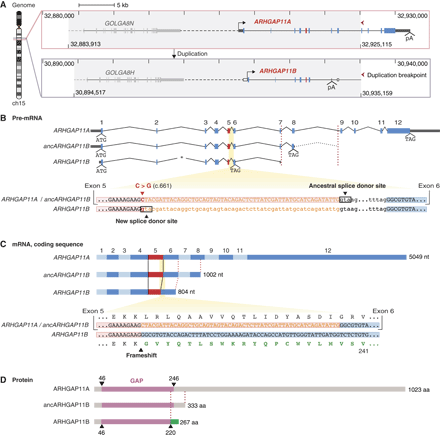 A single splice site mutation in human-specific ARHGAP11B causes basal ...