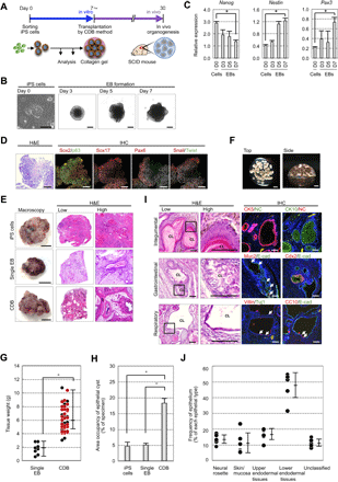 Bioengineering a 3D integumentary organ system from iPS cells using an ...