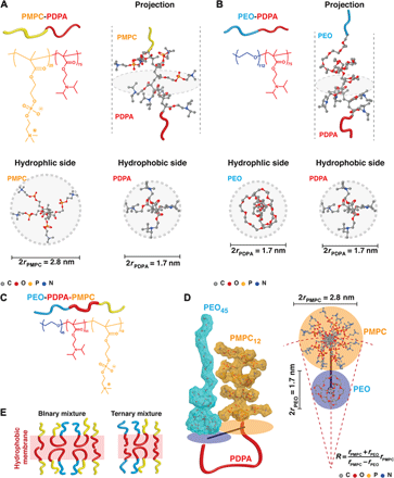 Molecular engineering of polymersome surface topology.,Science Advances ...