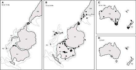Pre-Gondwanan-breakup origin of Beauprea (Proteaceae) explains its ...