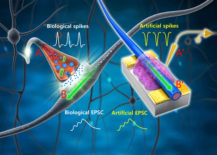 Organic core-sheath nanowire artificial synapses with femtojoule energy ...