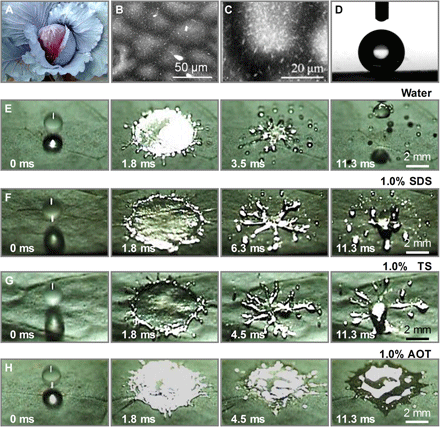 Controlling liquid splash on superhydrophobic surfaces by a vesicle ...